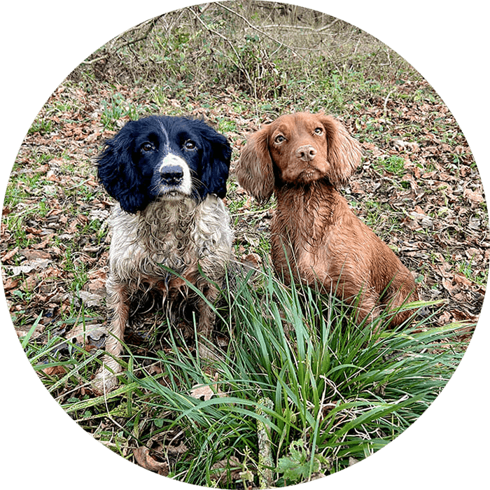 Coming Soon | Working Spaniel